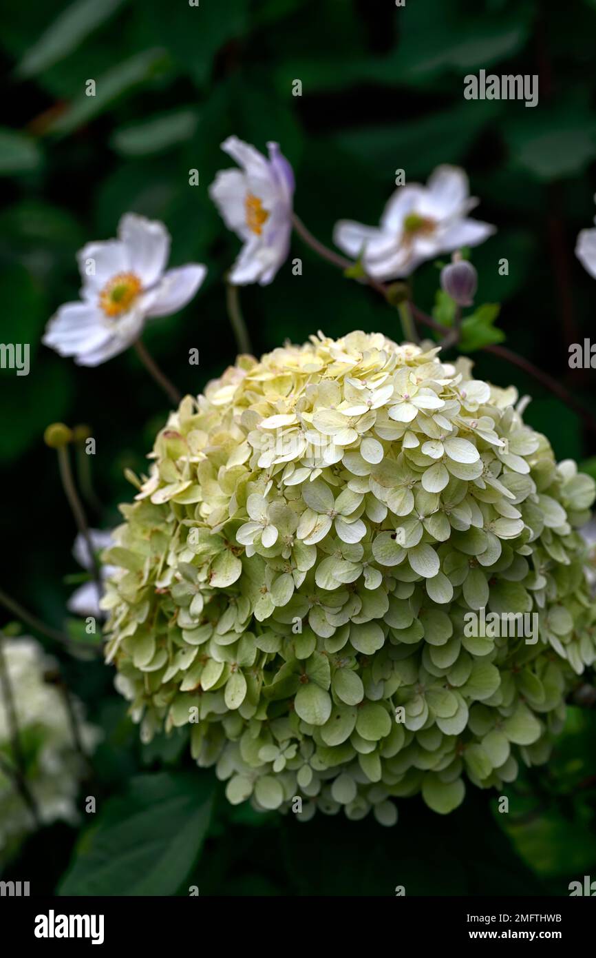 hydrangea paniculata,anemone wild swan,white flower,blue purple reverse ...