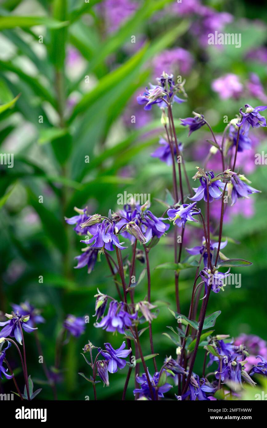 blue Columbine, Aquilegia,aquilegias,blue flowers,blue flowered ...