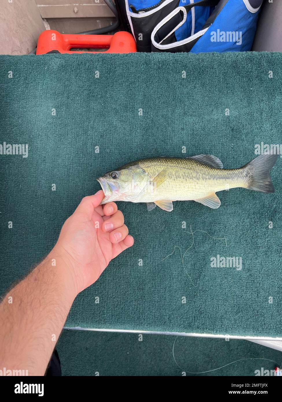 A vertical shot of a person's hand holding a bass fish Stock Photo - Alamy