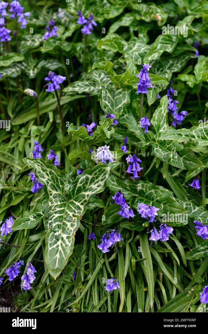 arum italicum,Hyacinthoides non-scripta,bluebells,arum and bluebells ...