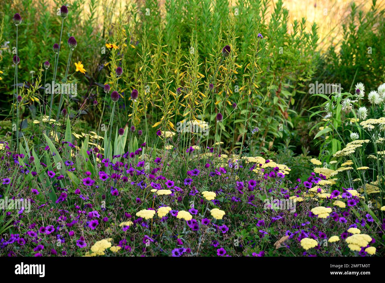 asphodeline lutea,Allium sphaerocephalon,achillea,yarrow,Geranium Anne ...