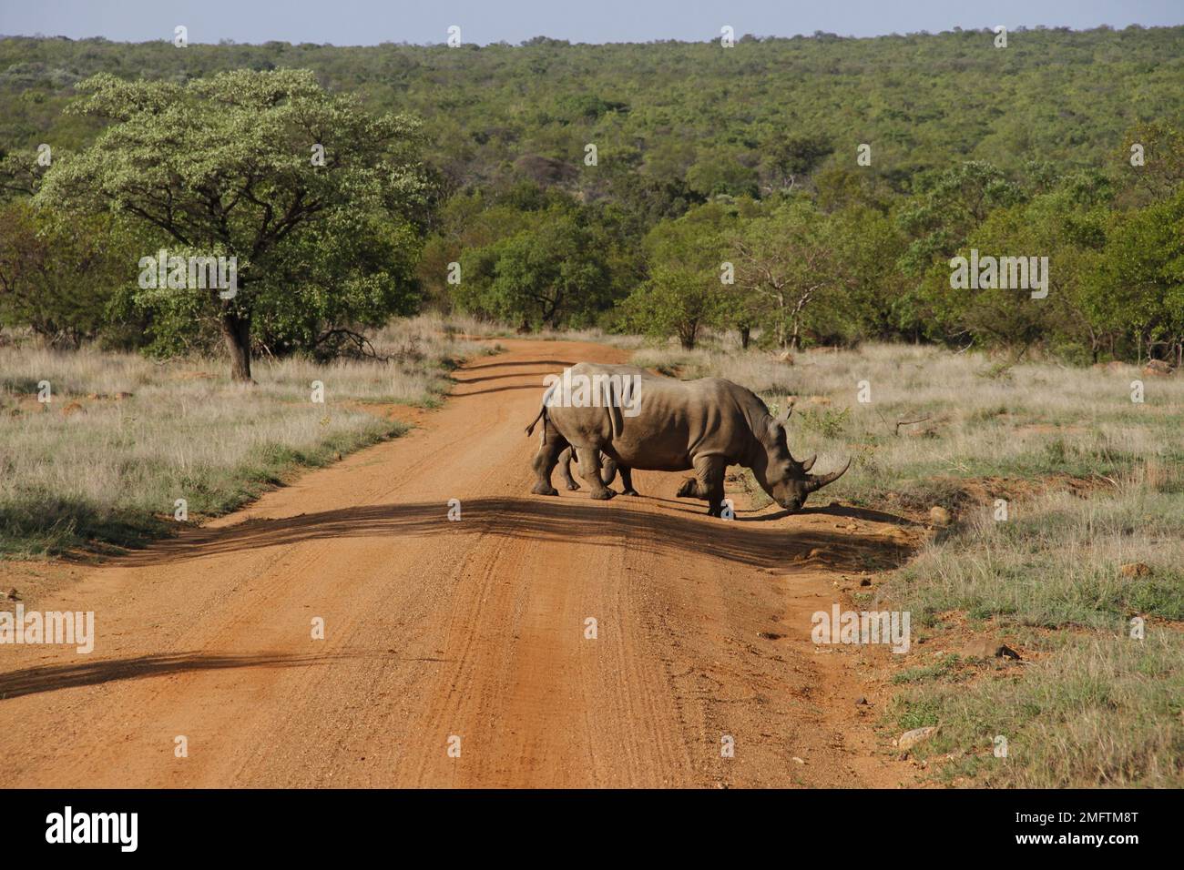 Lapalala wildlife hi-res stock photography and images - Alamy