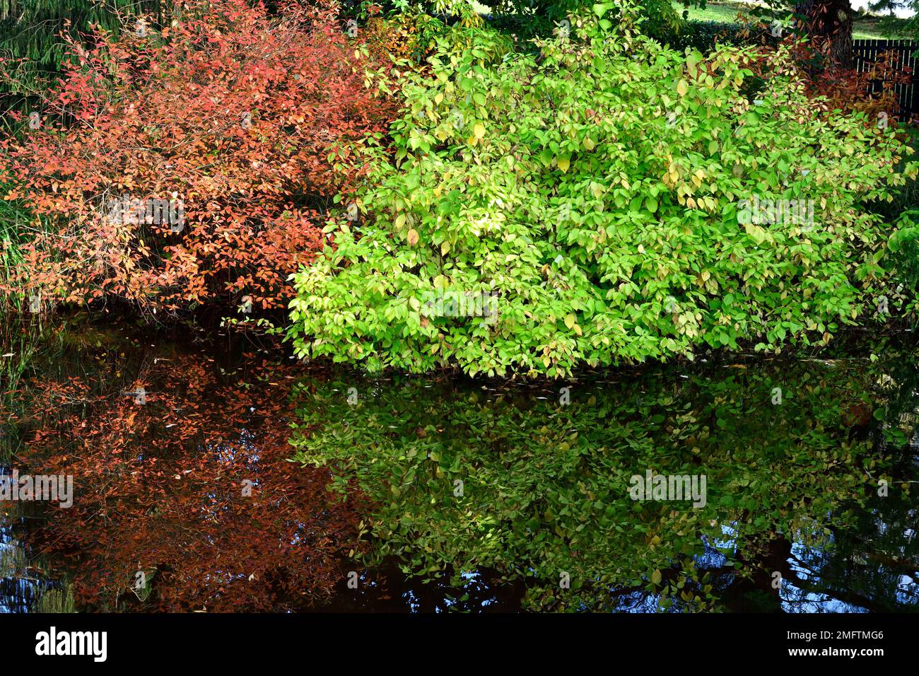 Calm tree hi-res stock photography and images - Alamy