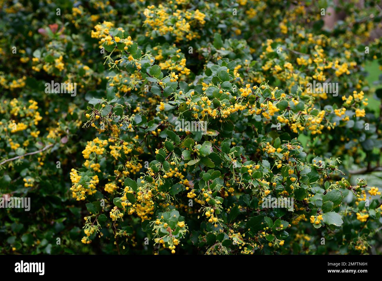 berberis chilensis,Berberis,Barberry,evergreen shrub,glossy dark green ...
