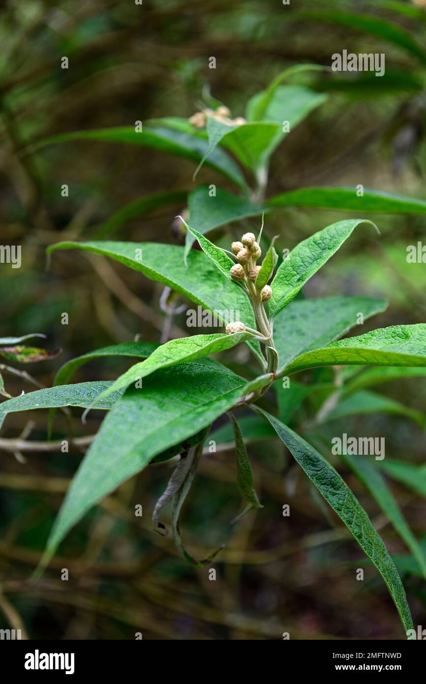 buddleja globosa, orange ball tree, butterfly bush,deciduous,developing ...