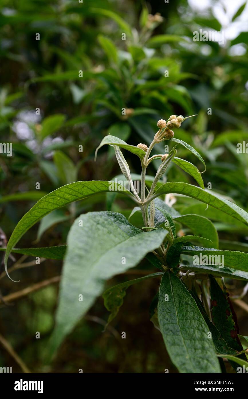 buddleja globosa, orange ball tree, butterfly bush,deciduous,developing ...