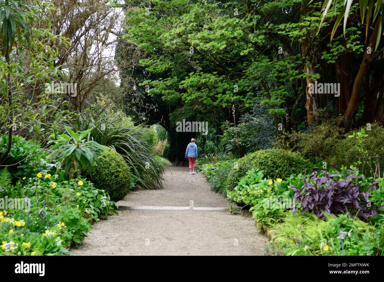 woman walking in the double herbaceous perennial borders,path,pathway ...