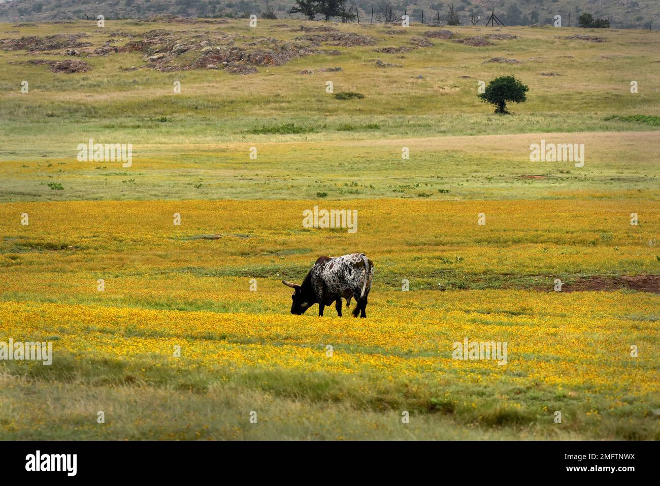 Purebred Texas longhorn cattle, Wichita Mountains Wildlife Refuge ...
