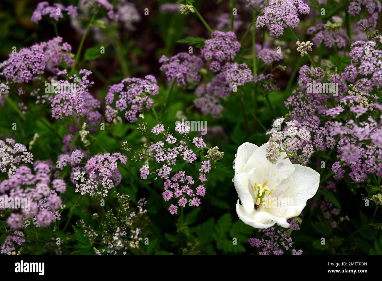 Hairy chervil and tulips hi-res stock photography and images - Alamy