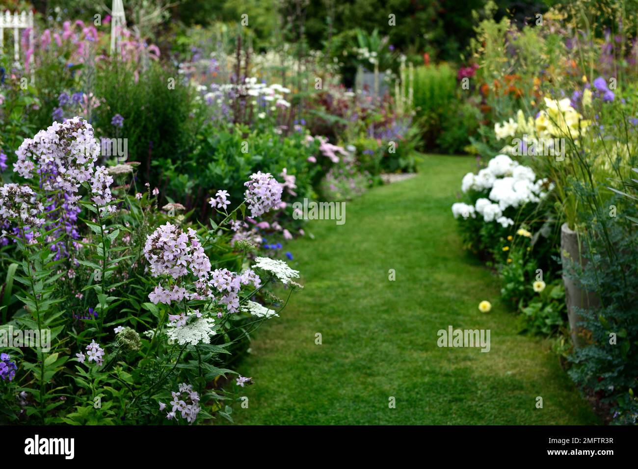 Campanula lactiflora Prichard's Variety,Milky Bellflower,mixed planting ...