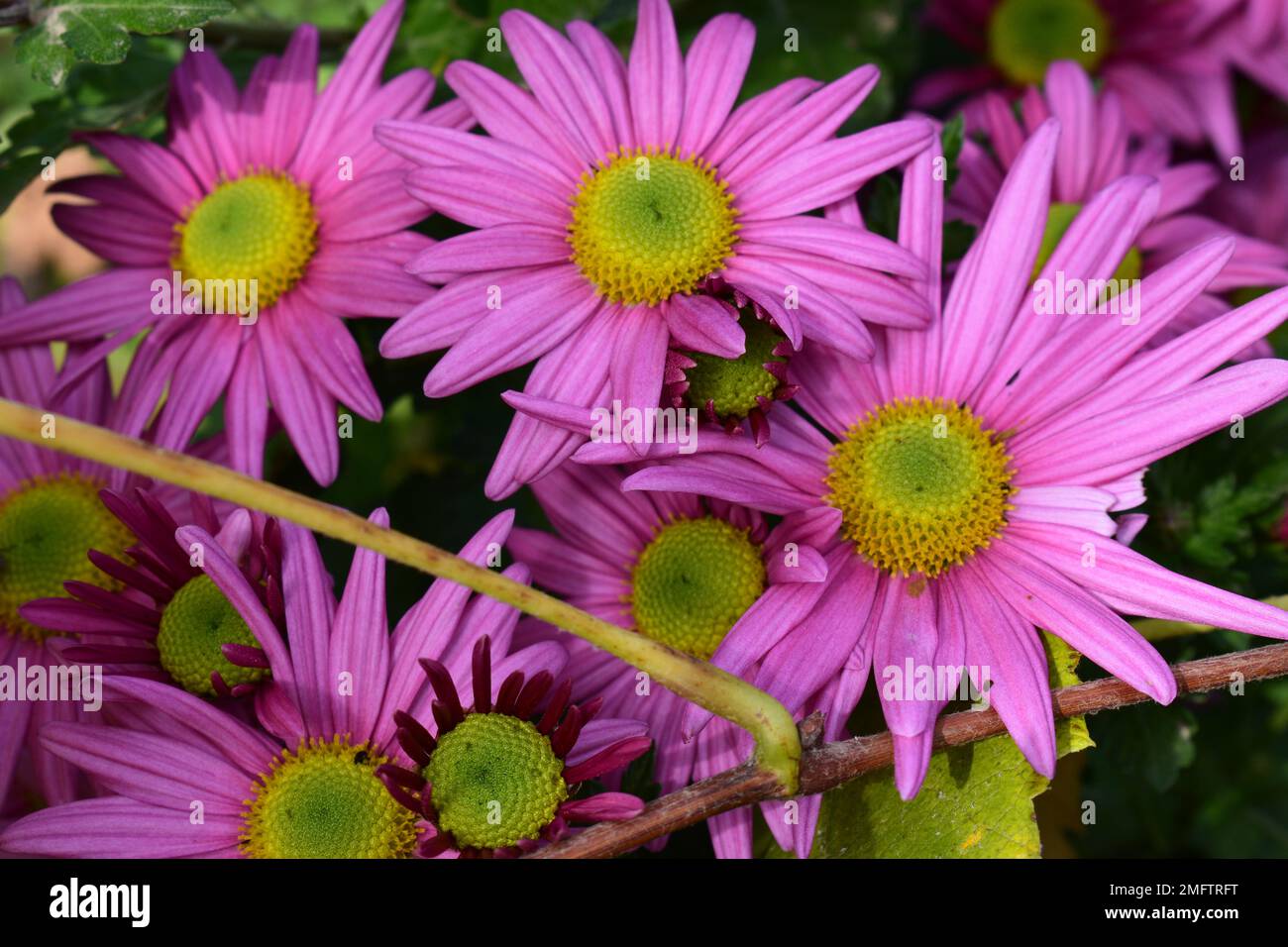 Pink Daisies Flowers Stock Photo - Alamy