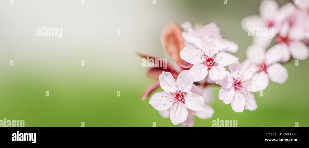 Cherry Blossom or Sakura flower on nature green background. banner ...