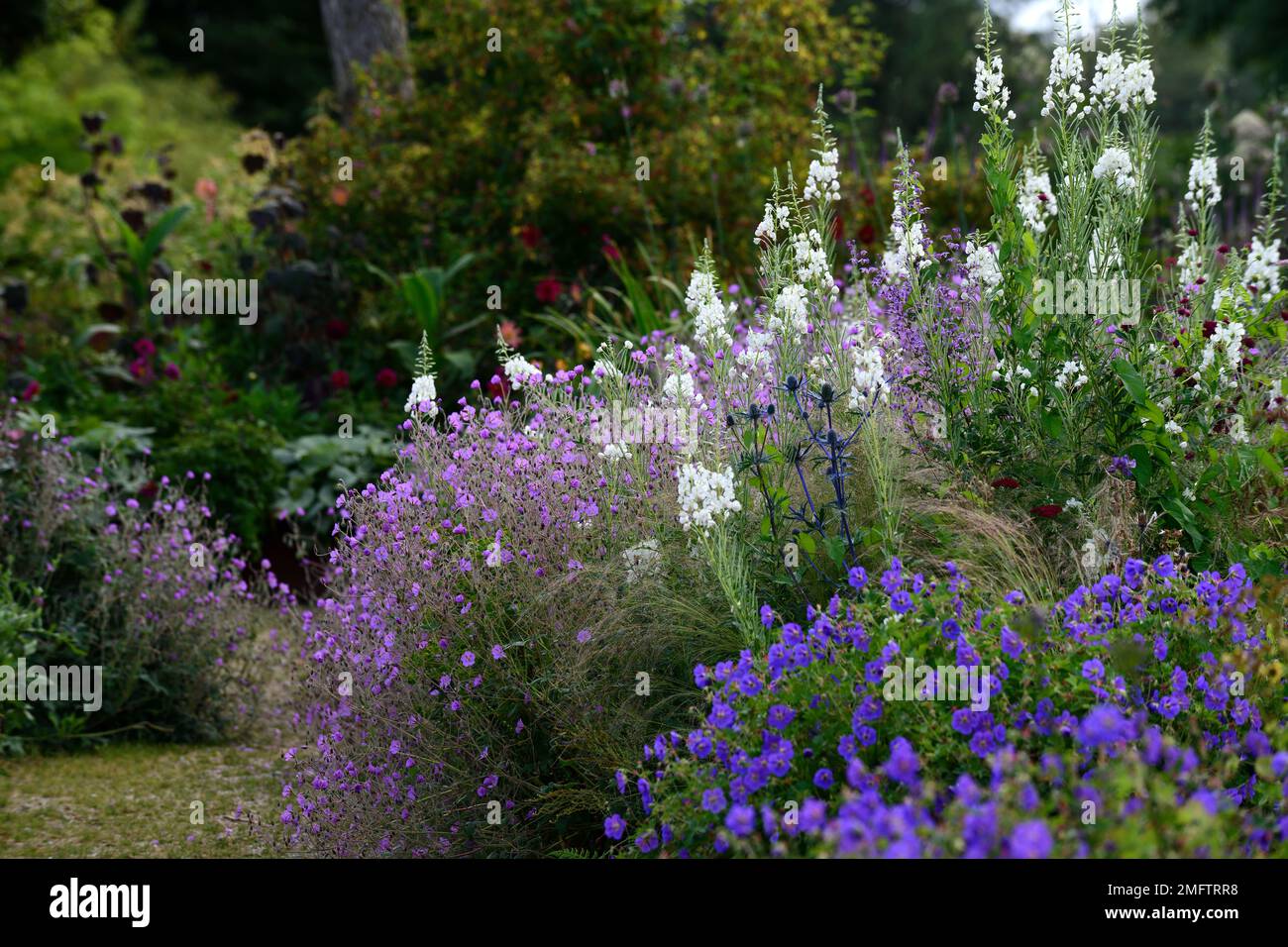Chamaenerion angustifolium album,white fireweed,white-flowered rosebay ...