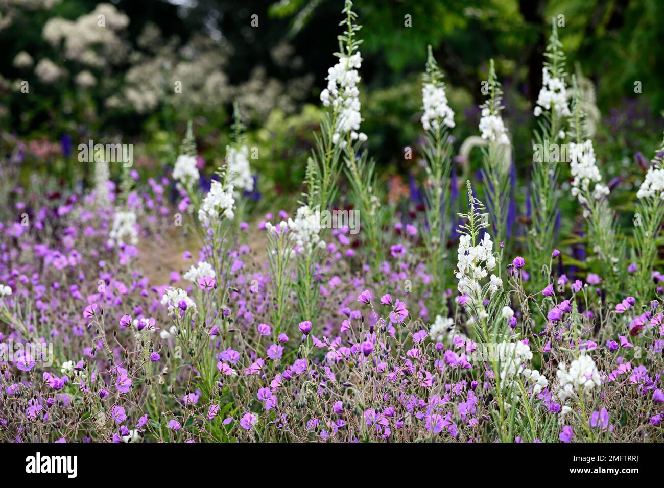 Chamaenerion angustifolium album,white fireweed,white-flowered rosebay ...