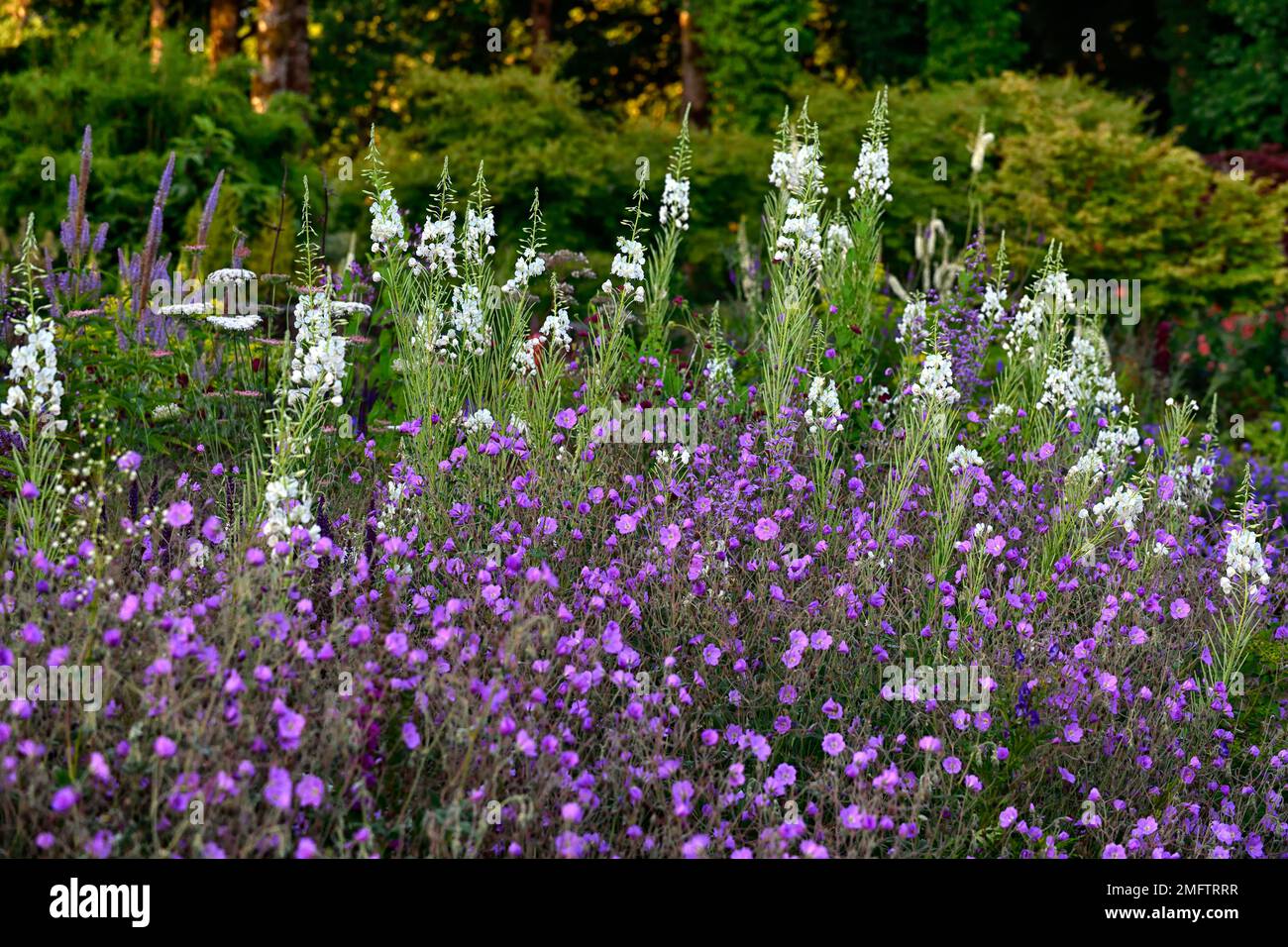 Chamaenerion angustifolium album,white fireweed,white-flowered rosebay ...