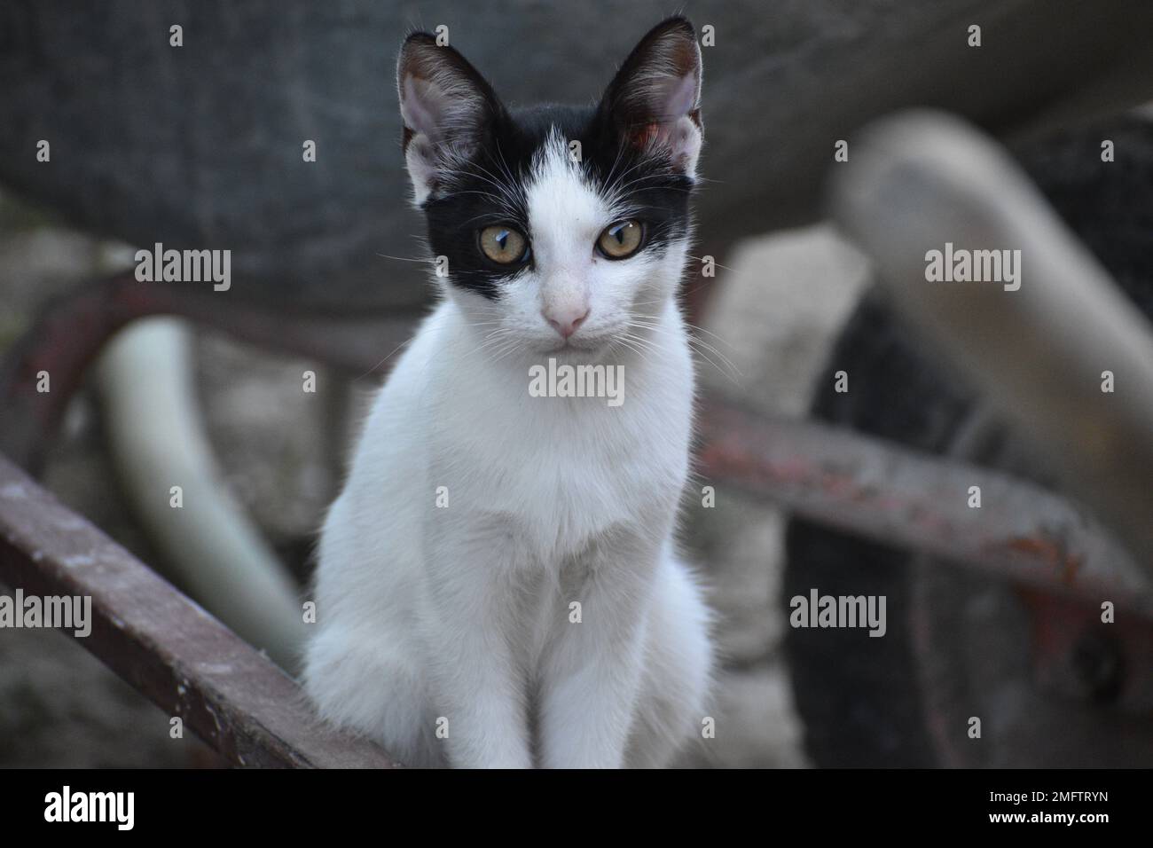 Country cat hi-res stock photography and images - Alamy