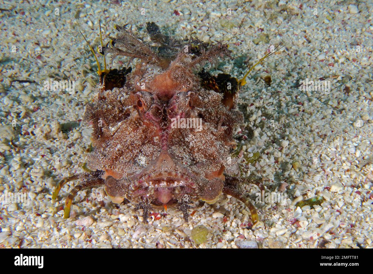 Portrait of filament-finned stinger (Inimicus filamentosus), Dive Site ...