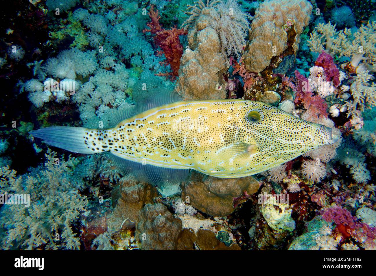 Scrawled filefish (Aluterus scriptus), Daedalus Reef dive site, Egypt ...