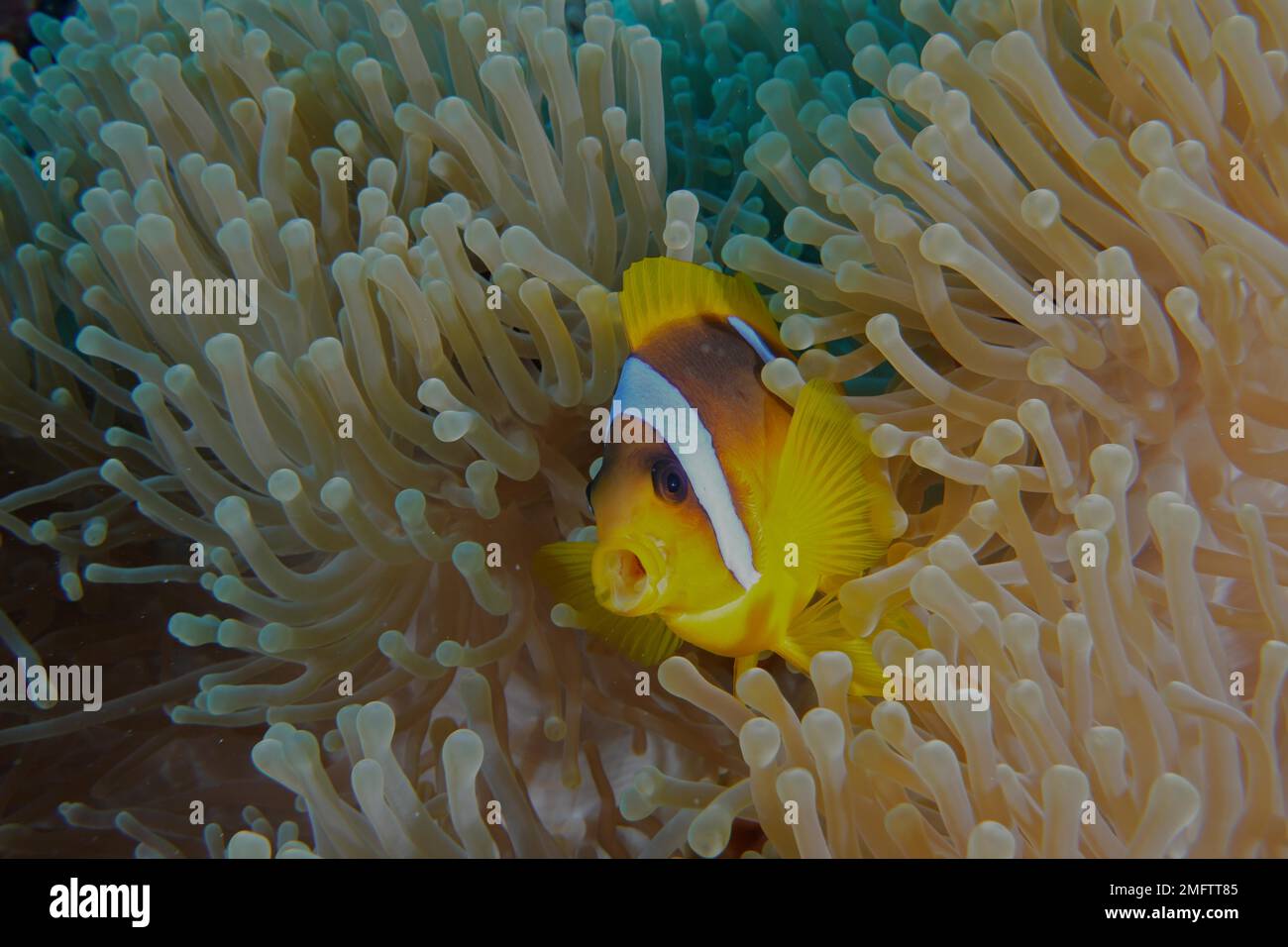 A red sea clownfish (Amphiprion bicinctus) with open mouth in its ...
