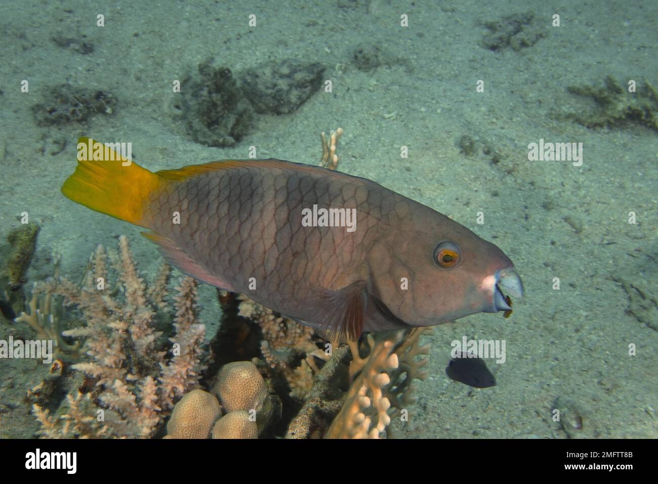 Rusty parrotfish (Scarus ferrugineus) female, dive site Strait of Tiran ...