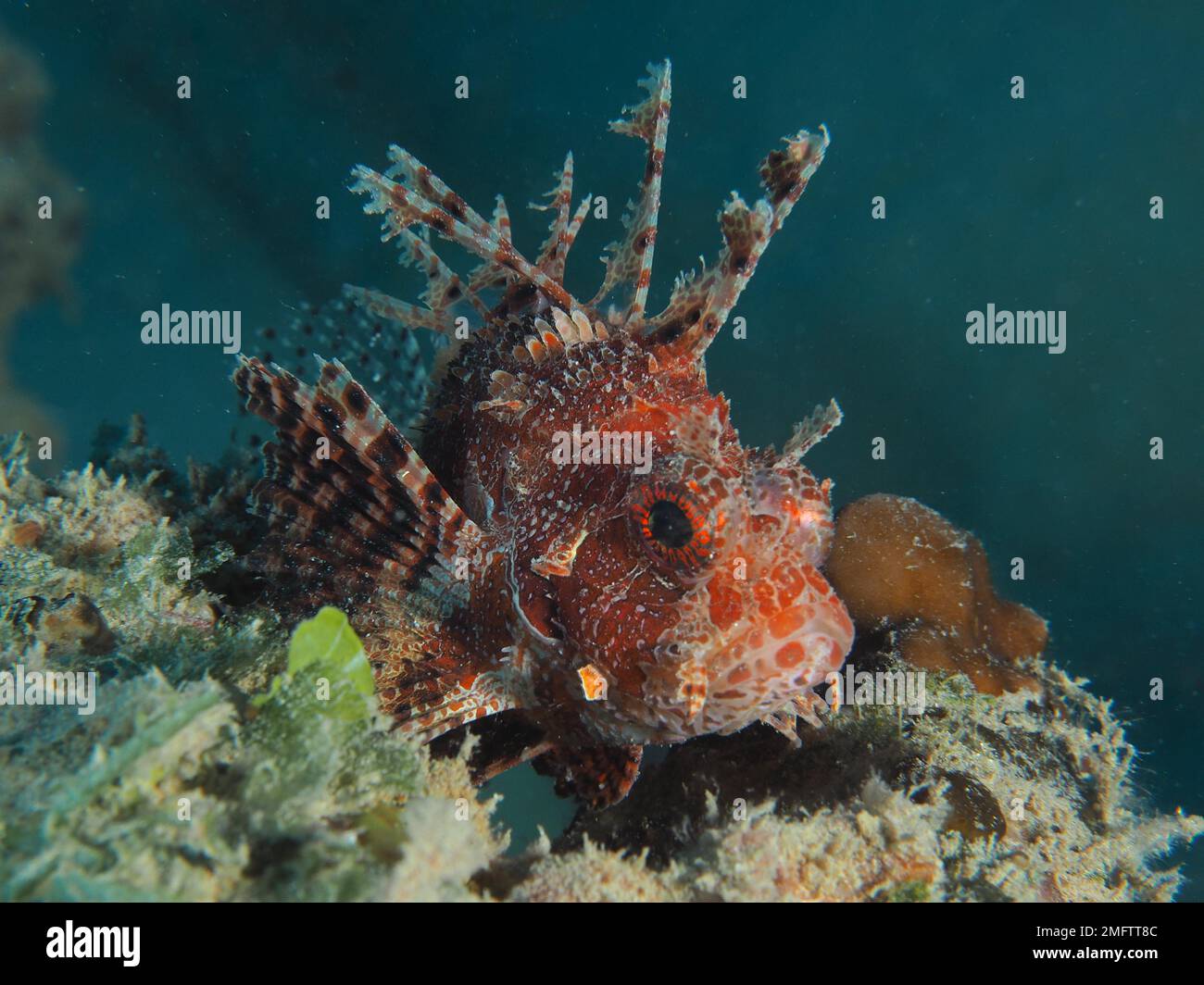 Portrait of Red Sea Dwarf Lionfish (Dendrochirus hemprichi) . Dive site ...