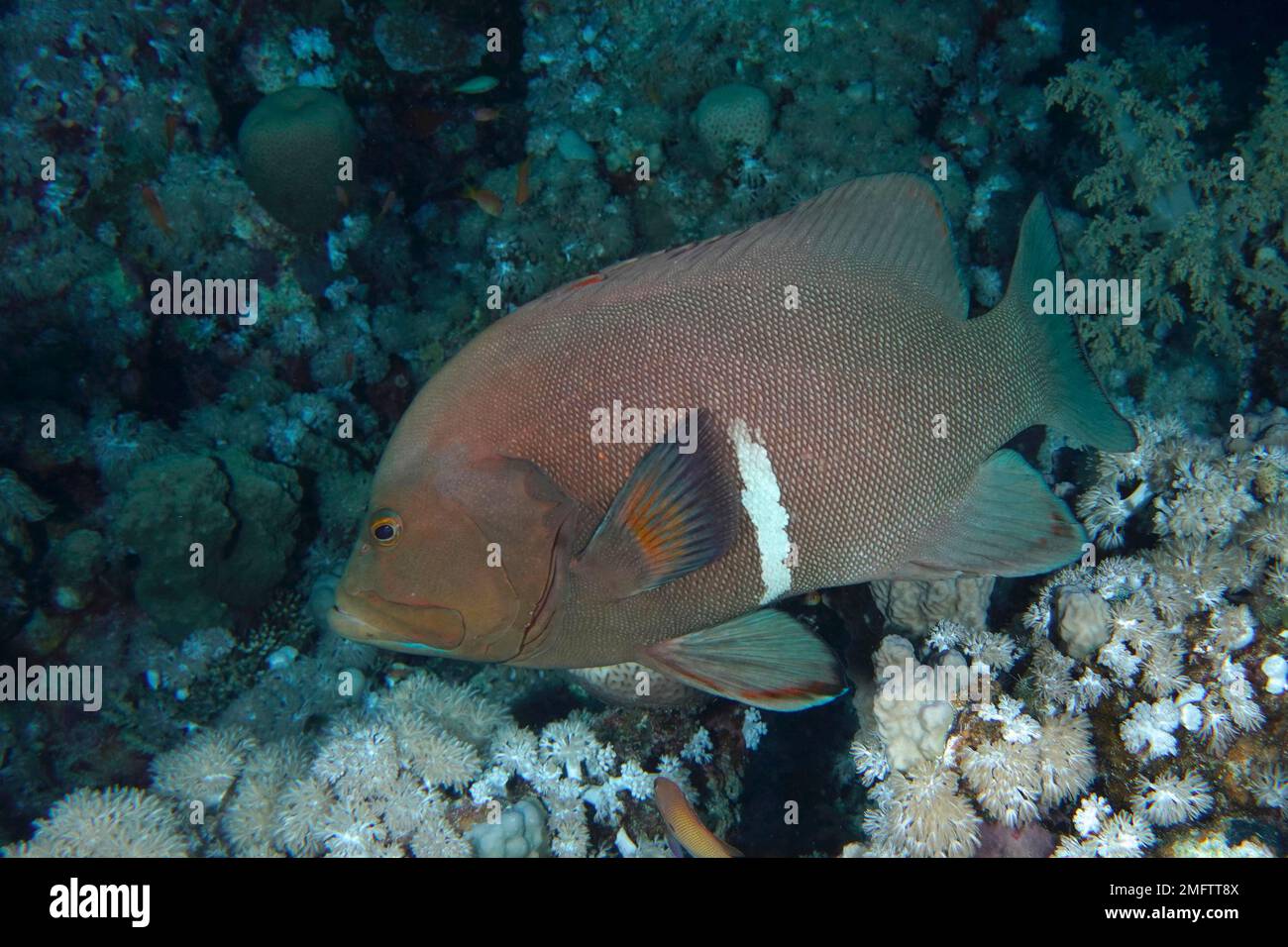 Redmouth grouper aethaloperca rogaa red sea hi-res stock photography ...