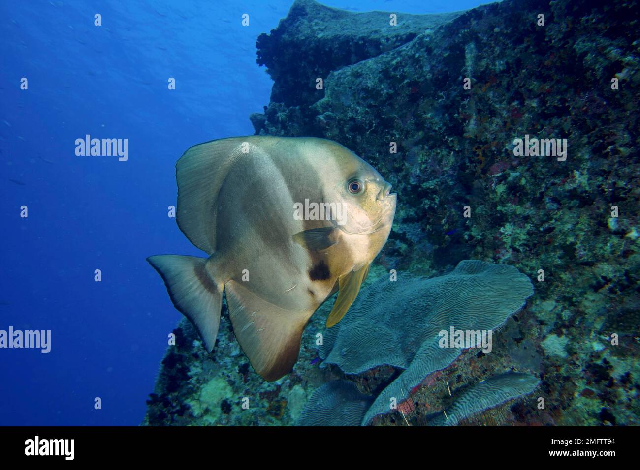 Orbicular batfish (Platax orbicularis) . Dive site Ras Mohammed ...