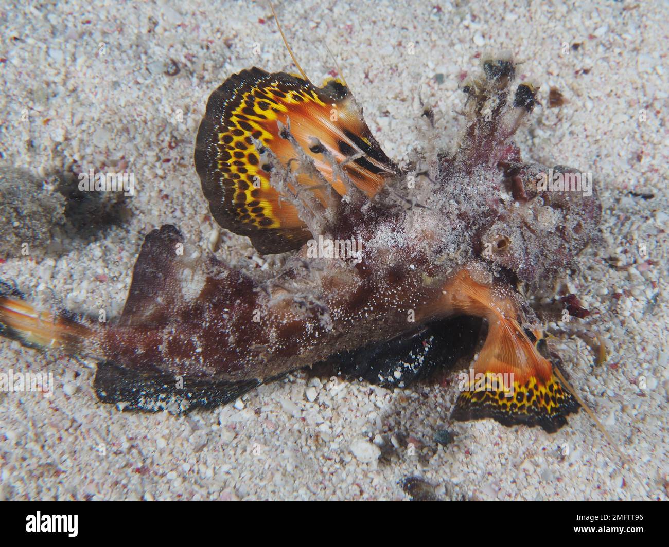 A Red Sea walkman filament devilfish (Inimicus filamentosus) Devilfish ...