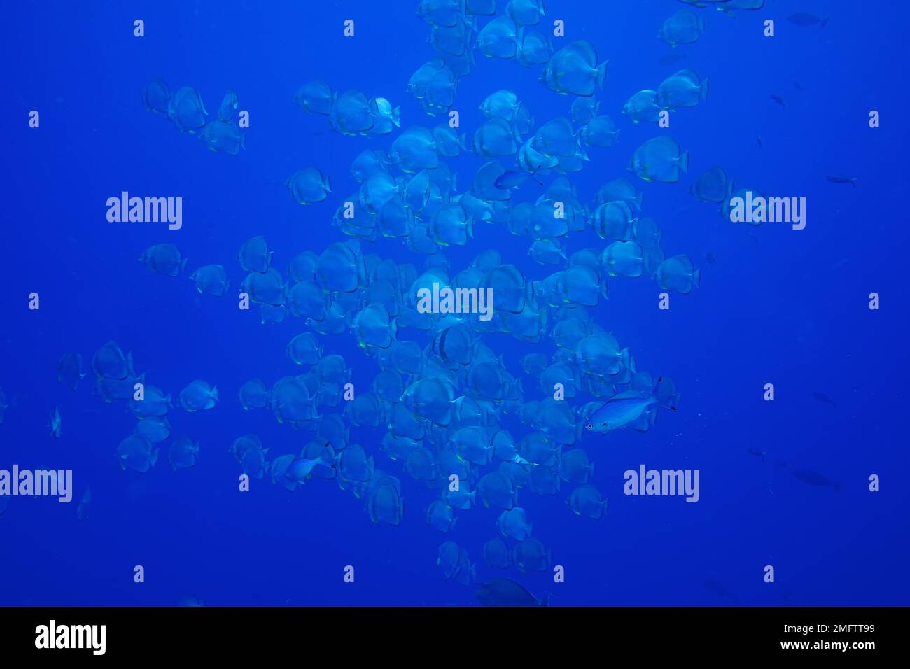 Large group of roundhead batfish (Platax orbicularis) . Dive site Ras ...
