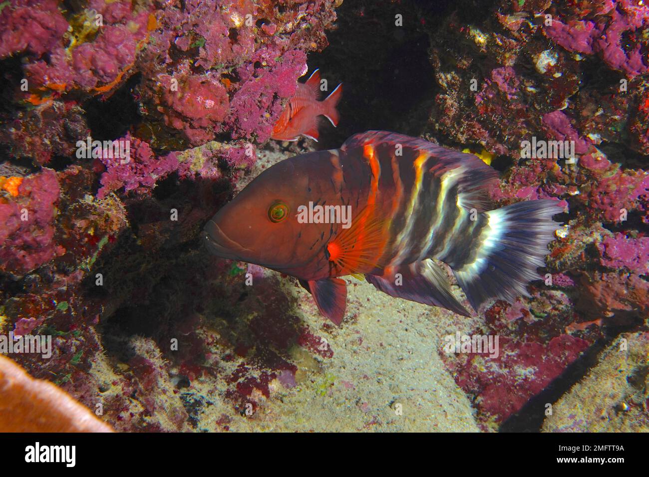 A red and black redbreasted wrasse (Cheilinus fasciatus) (Cheilinus ...