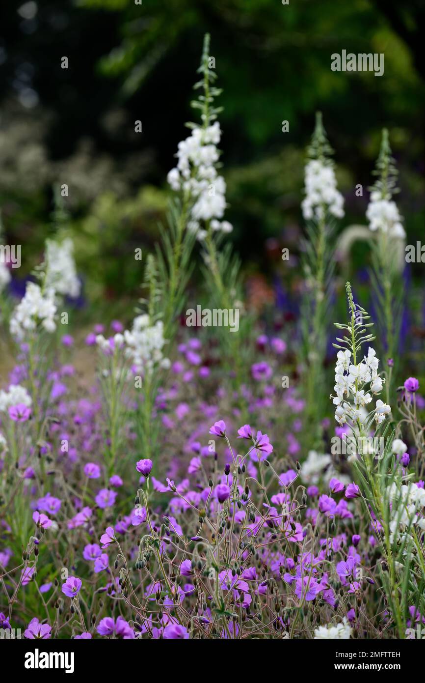 Chamaenerion angustifolium album,white fireweed,white-flowered rosebay ...