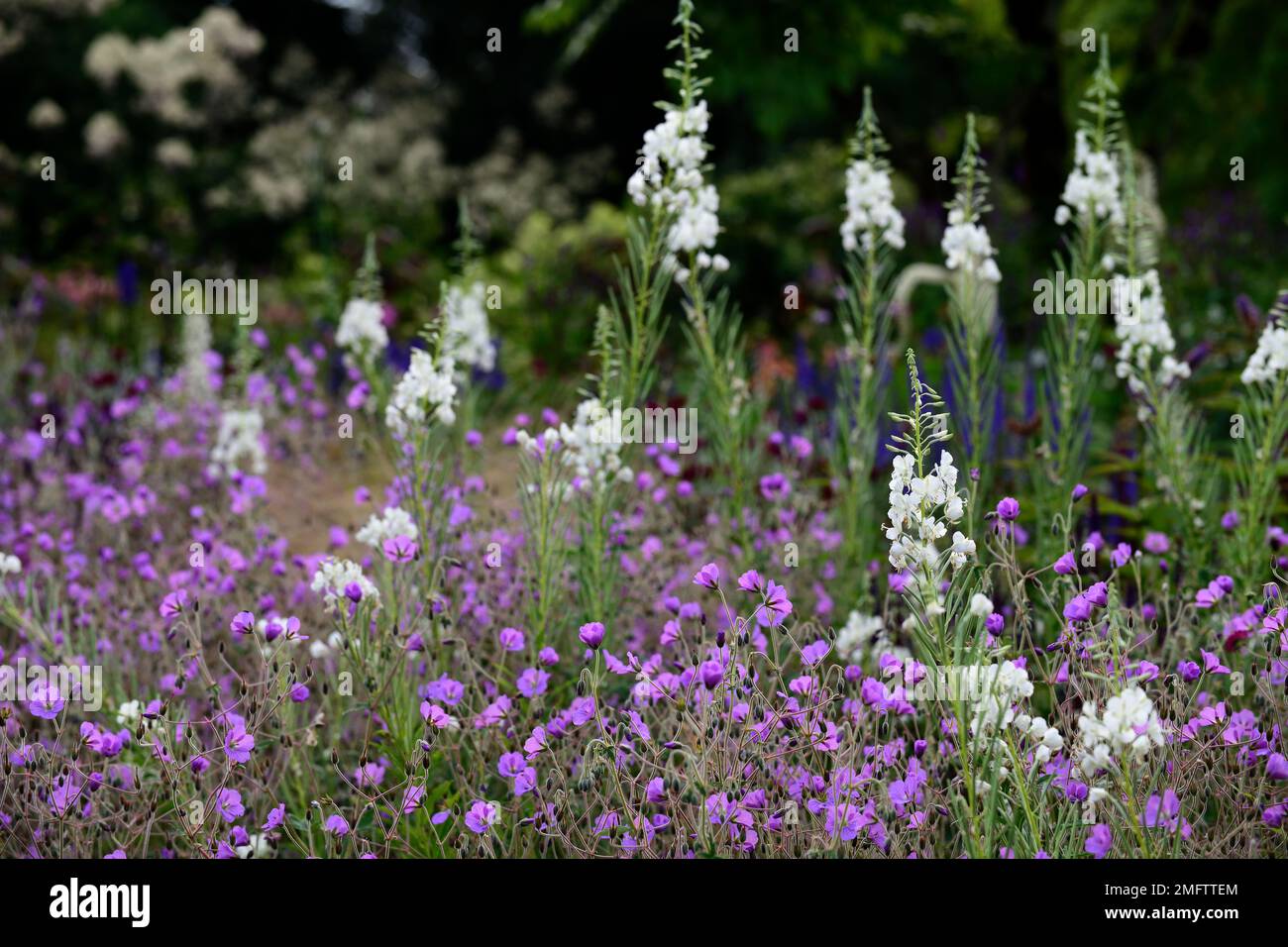 Geranium pulchrum hi-res stock photography and images - Alamy