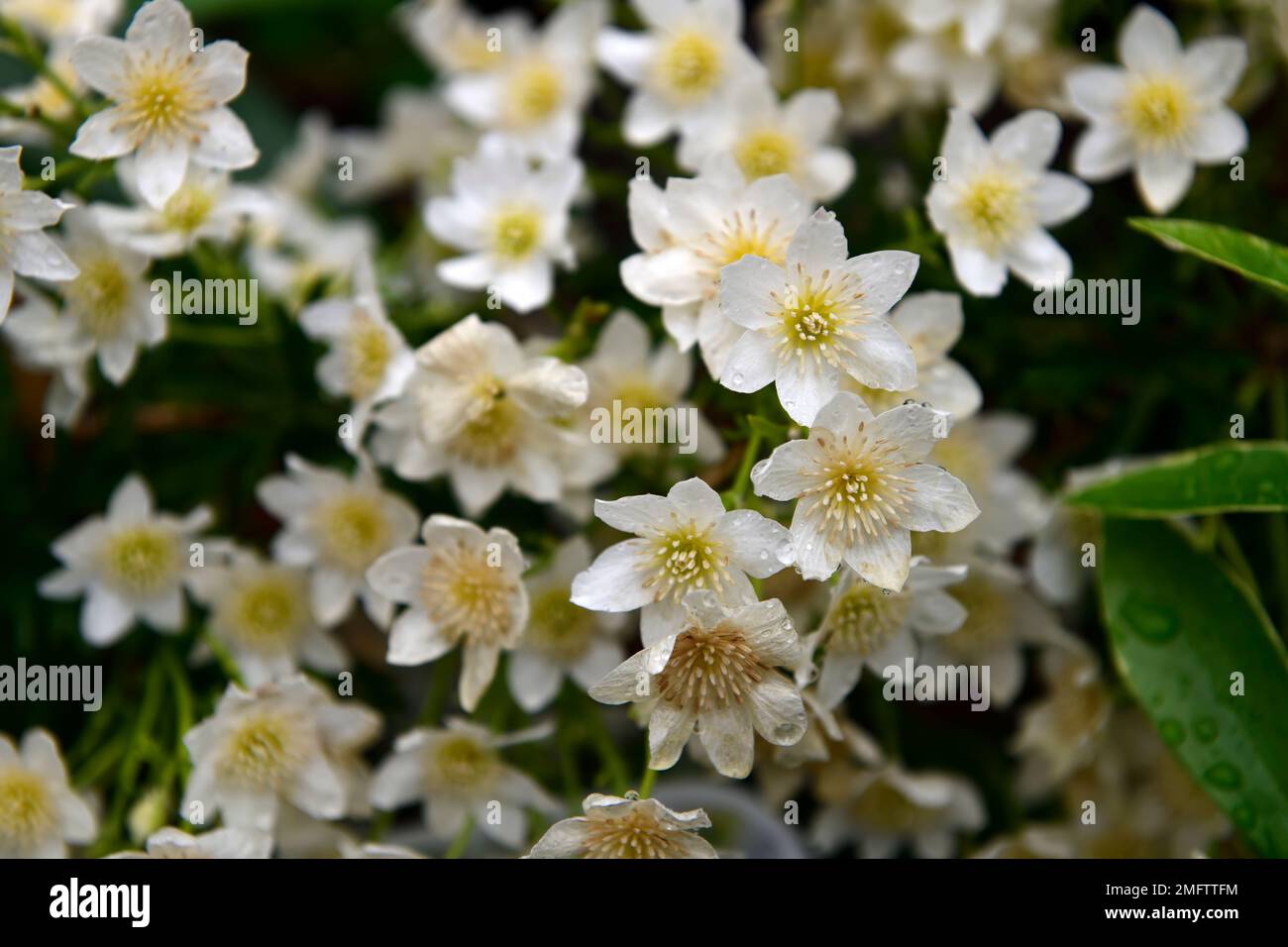 Clematis × cartmanii Joe,white flowers,non clinging evergreen variety ...