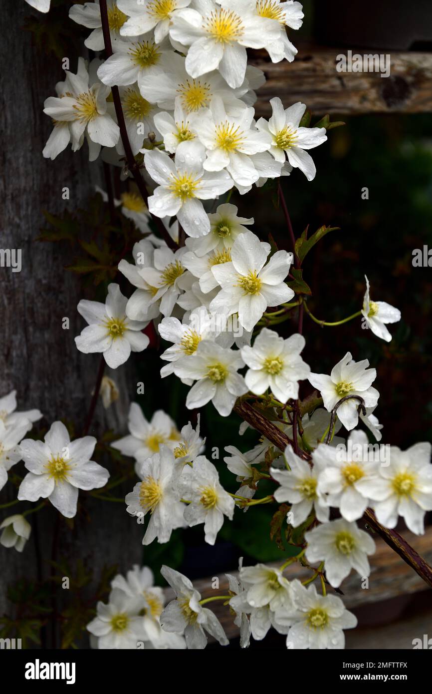 Clematis × cartmanii Joe,white flowers,non clinging evergreen variety ...