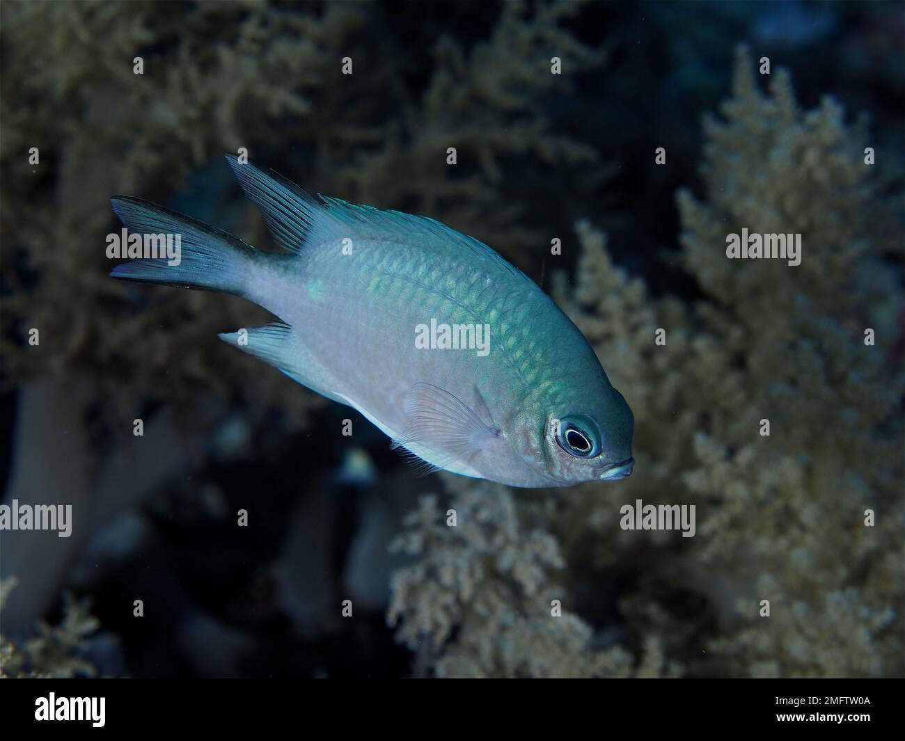 Maldives damselfish (Amblyglyphidodon indicus), Daedalus Reef dive site ...