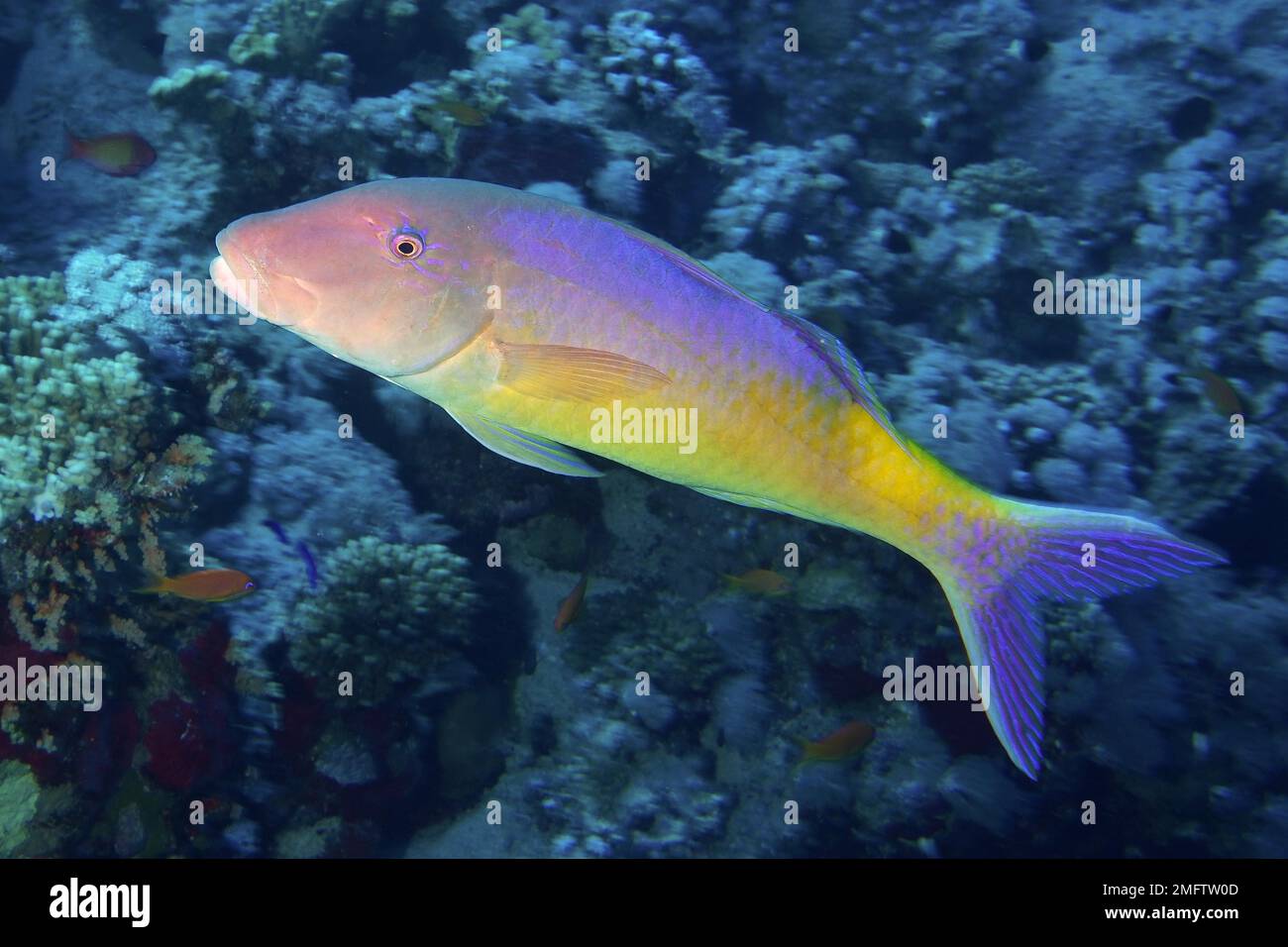 Golden goatfish (Parupeneus cyclostomus), Strait of Tiran dive site ...