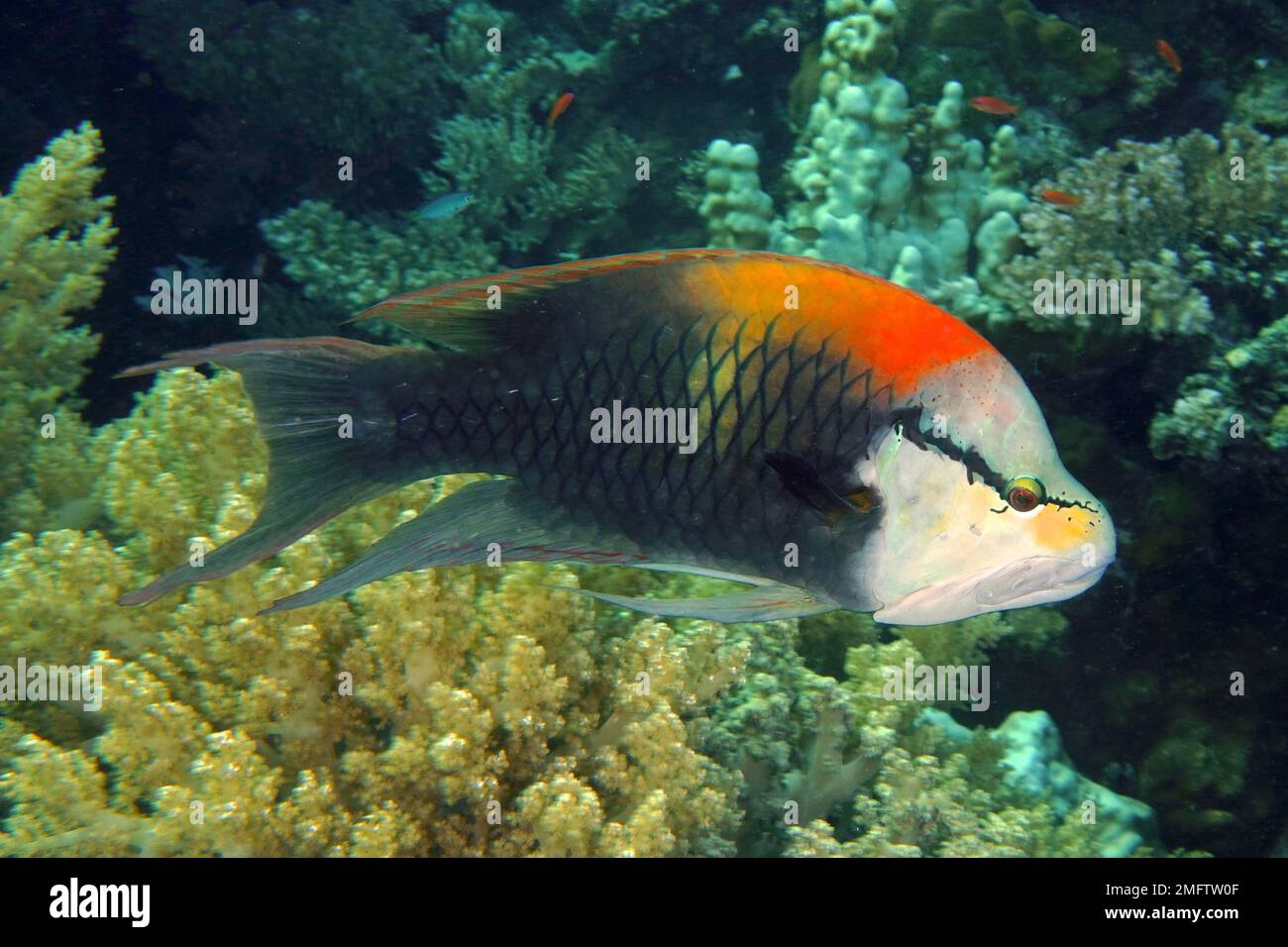 Sling-jaw wrasse (Epibulus insidiator), Daedalus Reef dive site, Egypt ...
