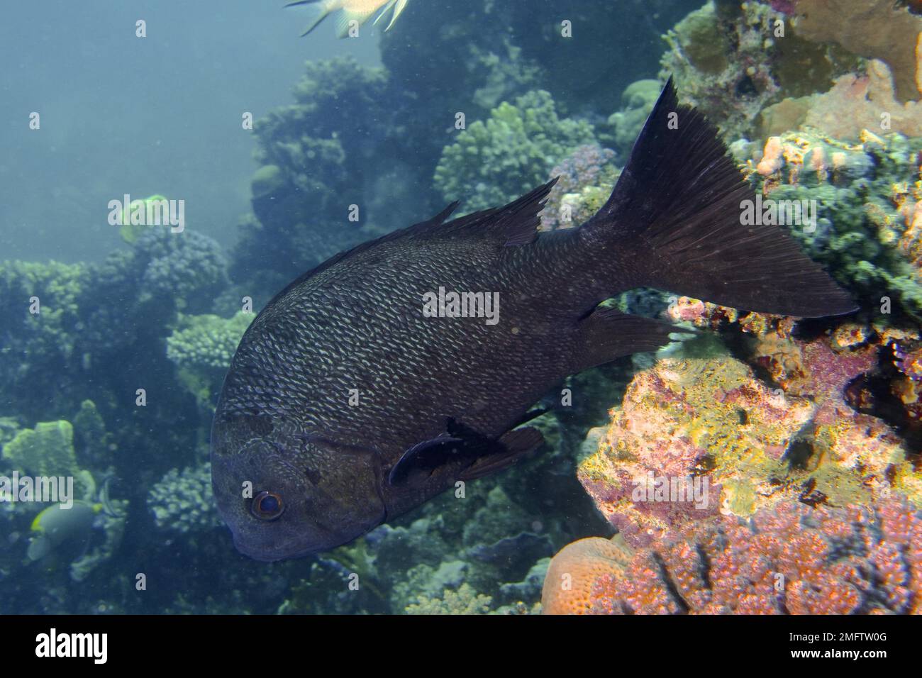 Black and white snapper (Macolor niger), House reef dive site, Mangrove ...