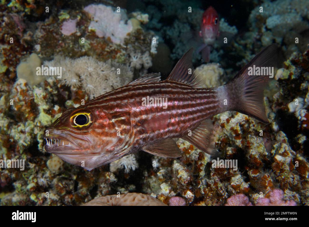 Largetoothed cardinalfish (Cheilodipterus macrodon), Dive Site House ...