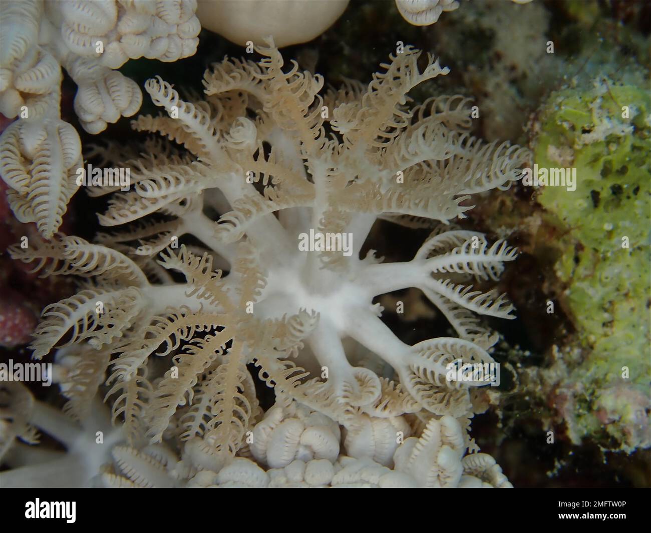 Giant anthelia (Anthelia glauca), Dive site Small Gifton, Hurghada ...