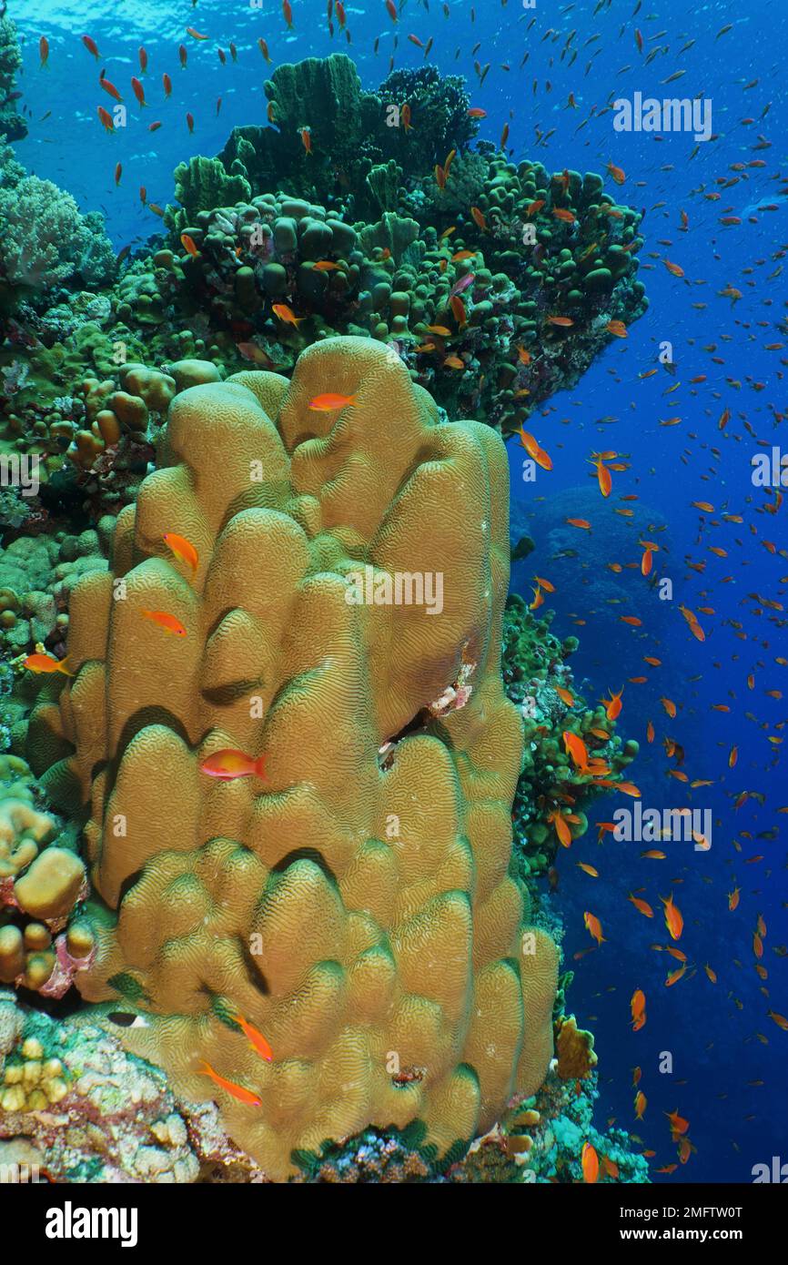 Solida group hi-res stock photography and images - Alamy