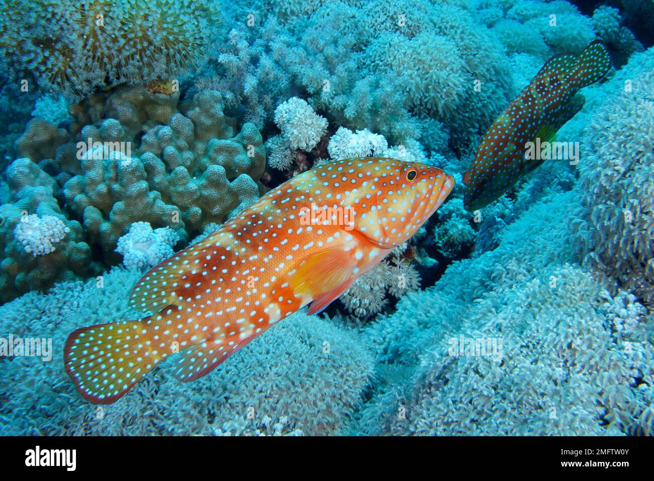 Six-striped grouper (Cephalopholis sexmaculata) . Dive site Elphinstone ...