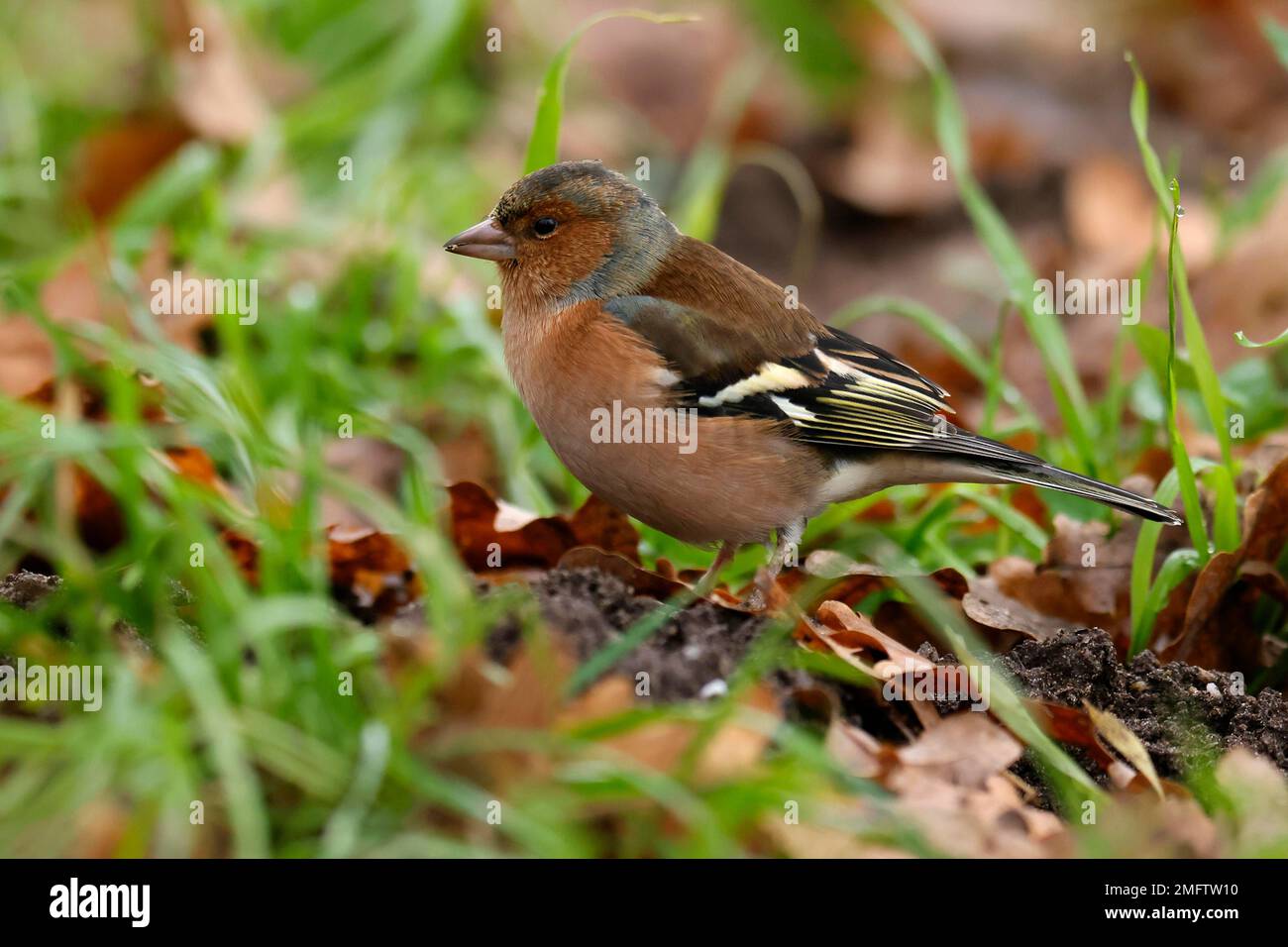 Chaffinch in grass hi-res stock photography and images - Alamy