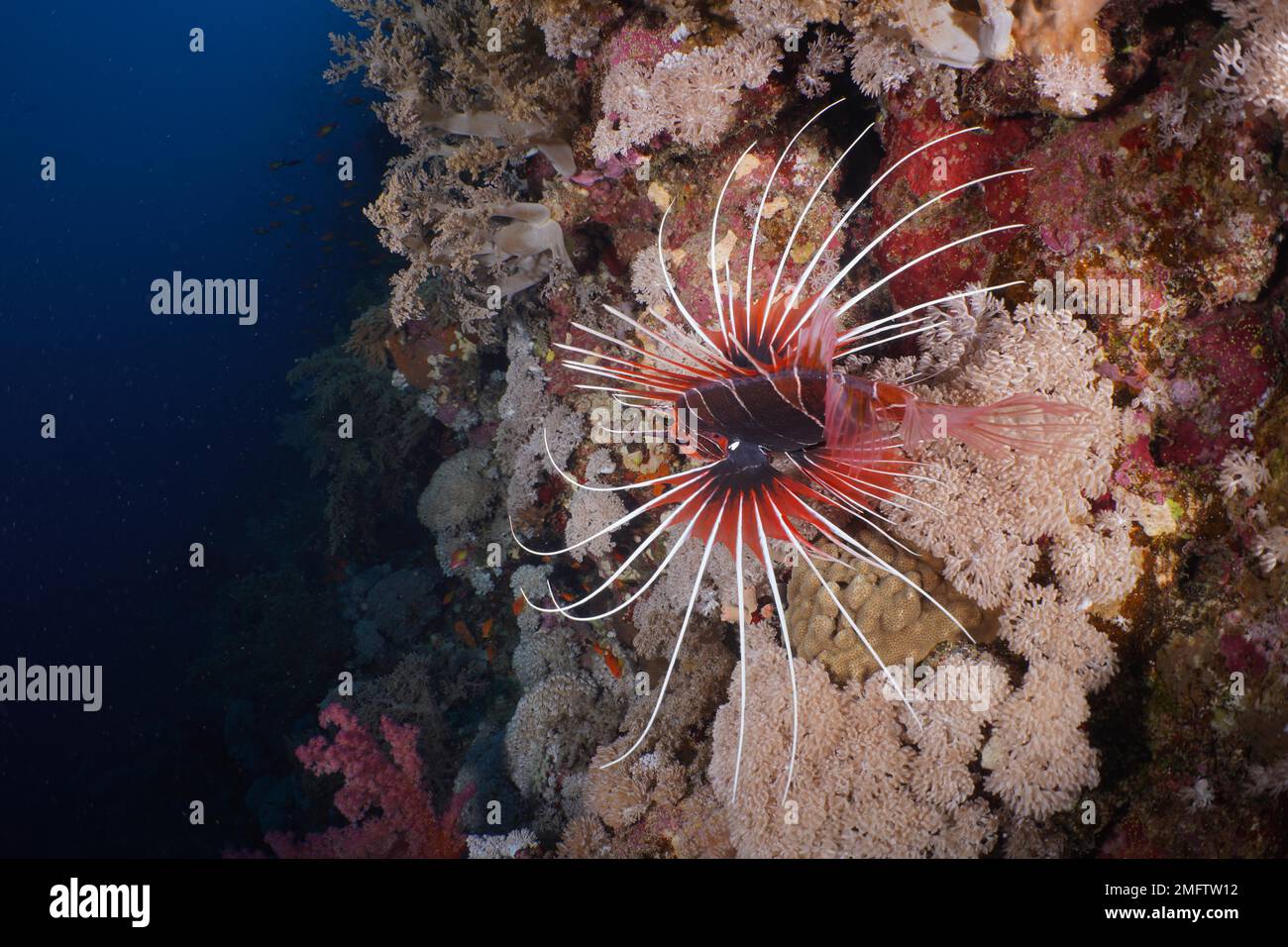 Radial firefish (Pterois radiata) . Dive site Elphinstone Reef, Red Sea ...