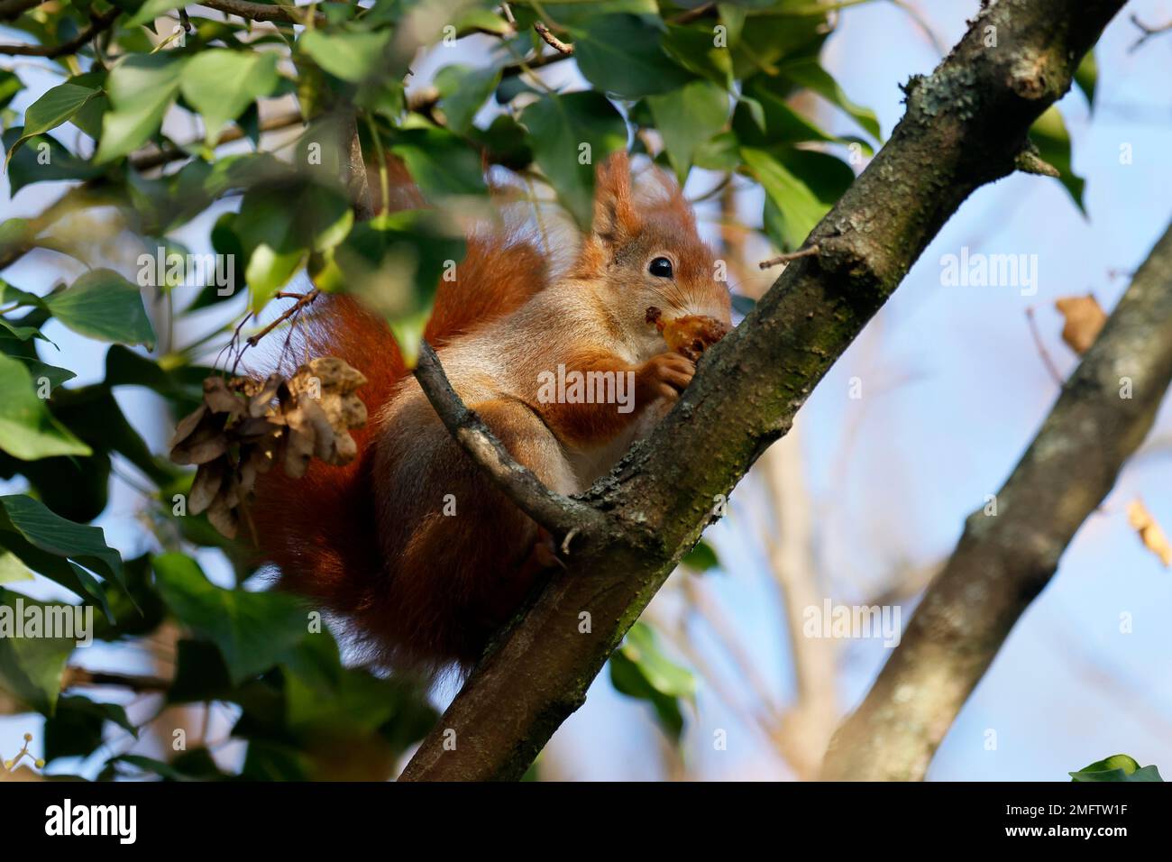 Eurasian red squirrel (Sciurus vulgaris) on a branch, wildlife, Germany ...