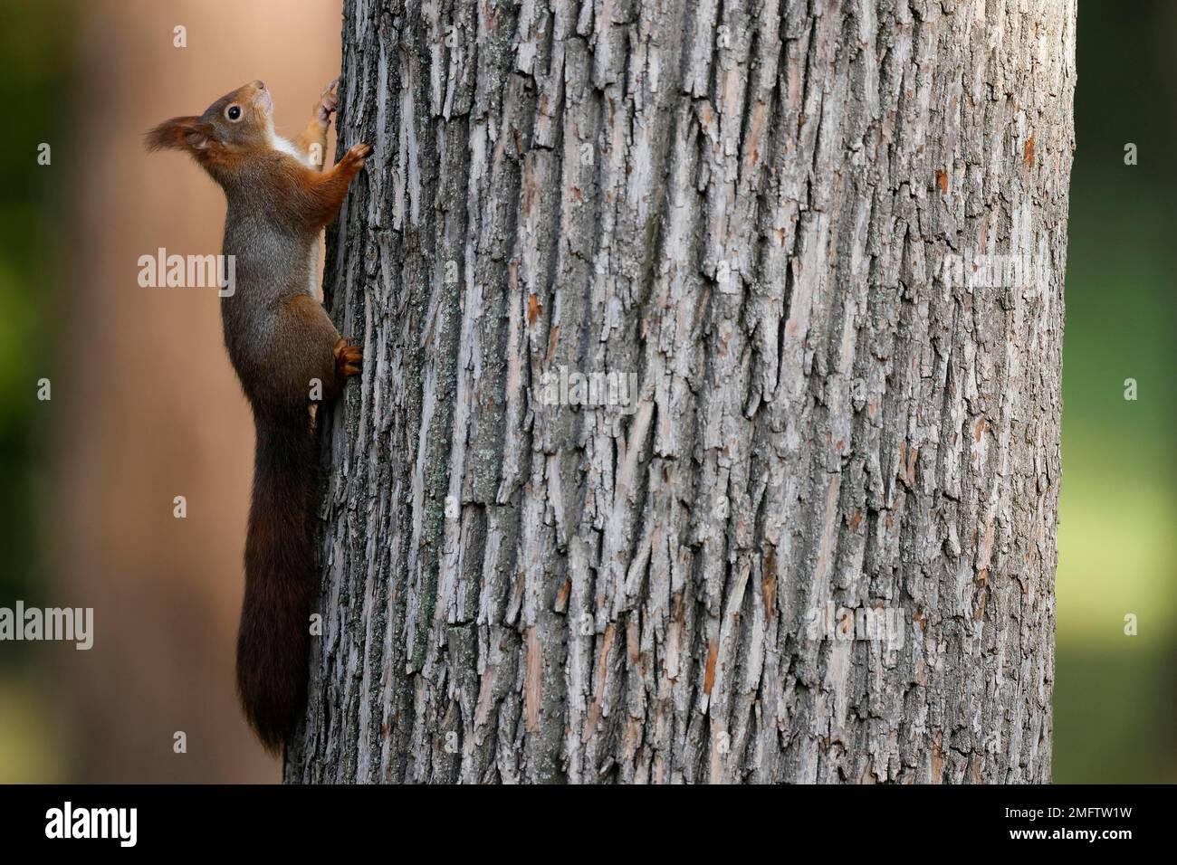 Eurasian red squirrel (Sciurus vulgaris) climbing a tree, wildlife ...