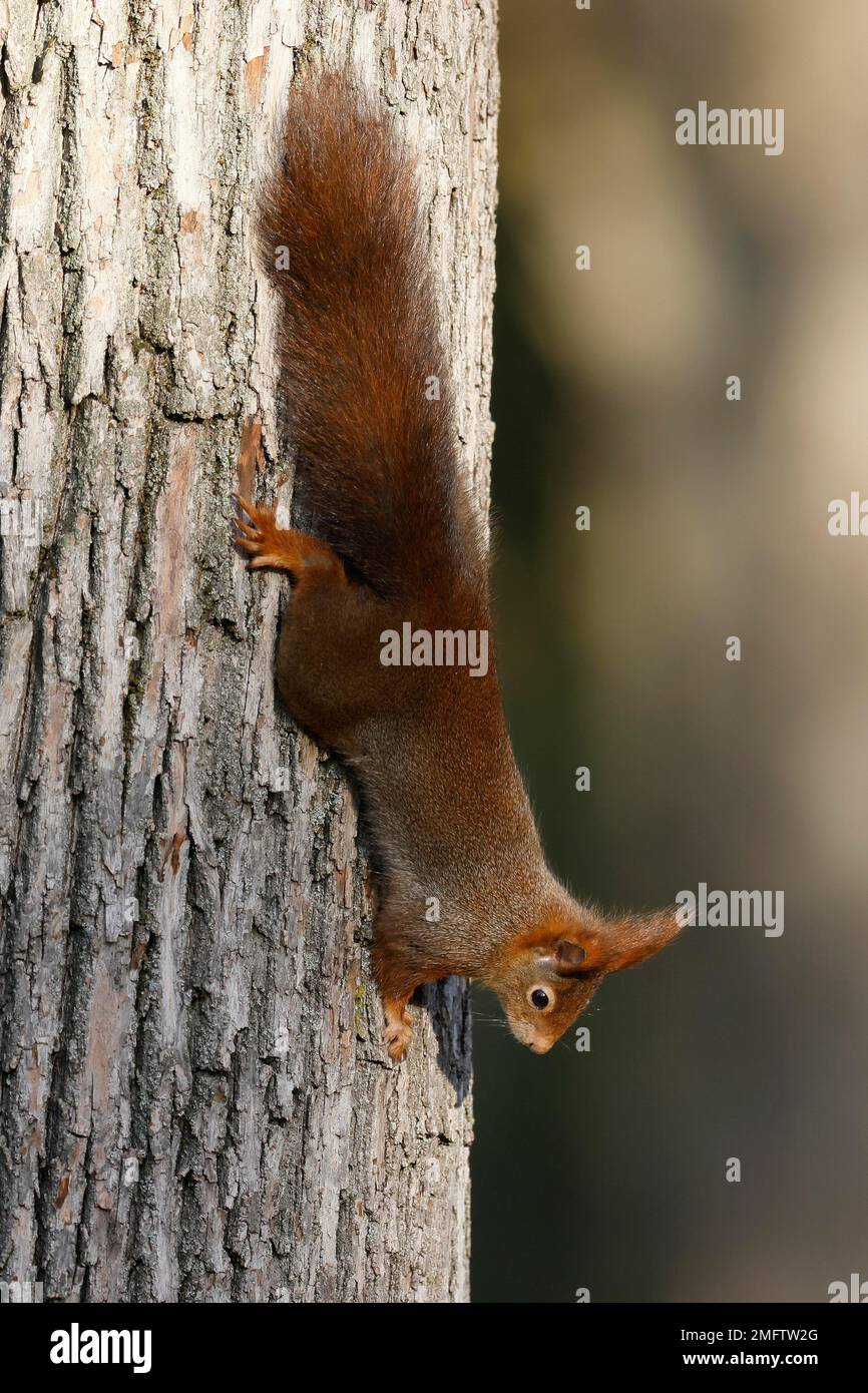 Eurasian red squirrel (Sciurus vulgaris) climbing a tree, wildlife ...