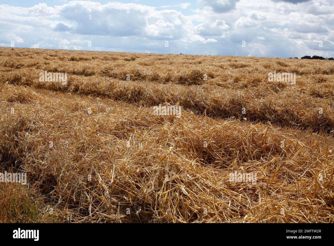 Mown hay field hi-res stock photography and images - Alamy