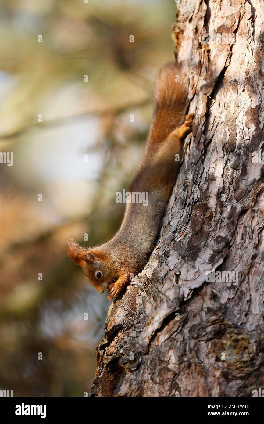 Eurasian red squirrel (Sciurus vulgaris) climbing a tree, wildlife ...