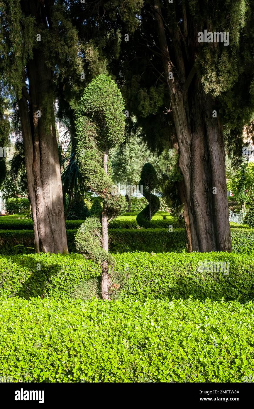 Artfully trimmed trees in the Parco Florence Trevelyan, one of the main ...
